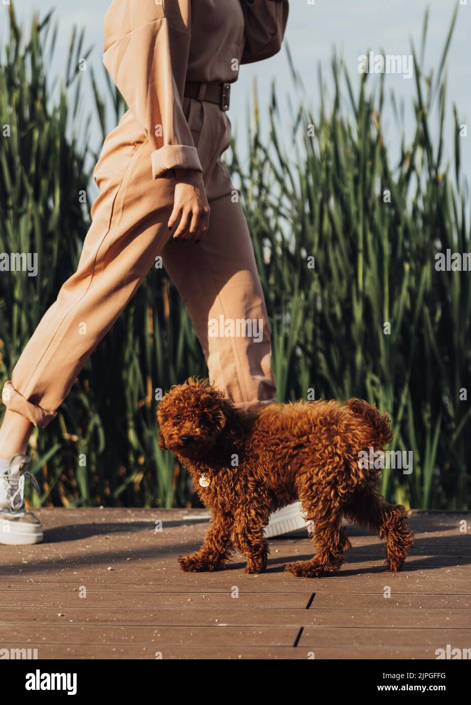 Little dog breed toy poodle walking with owner outdoors Stock Photo - Alamy