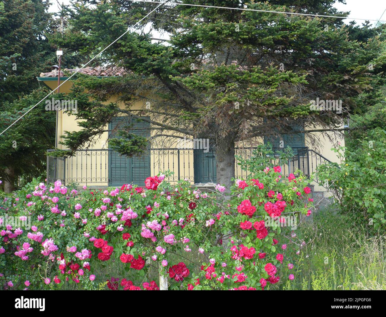 Roses in village Stock Photo - Alamy