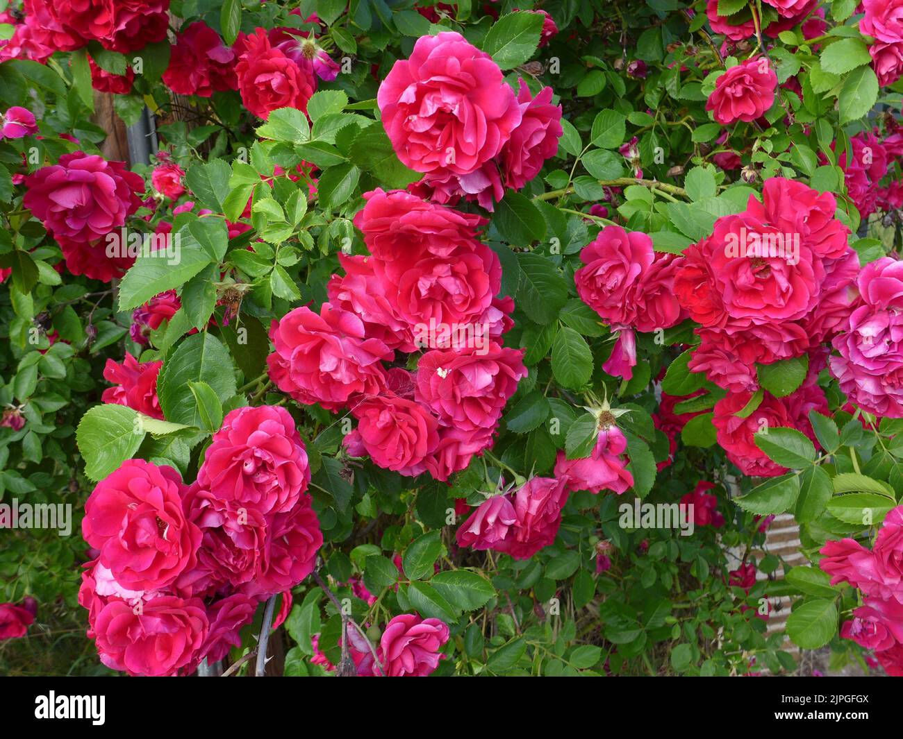 Rose vilage hi-res stock photography and images - Alamy