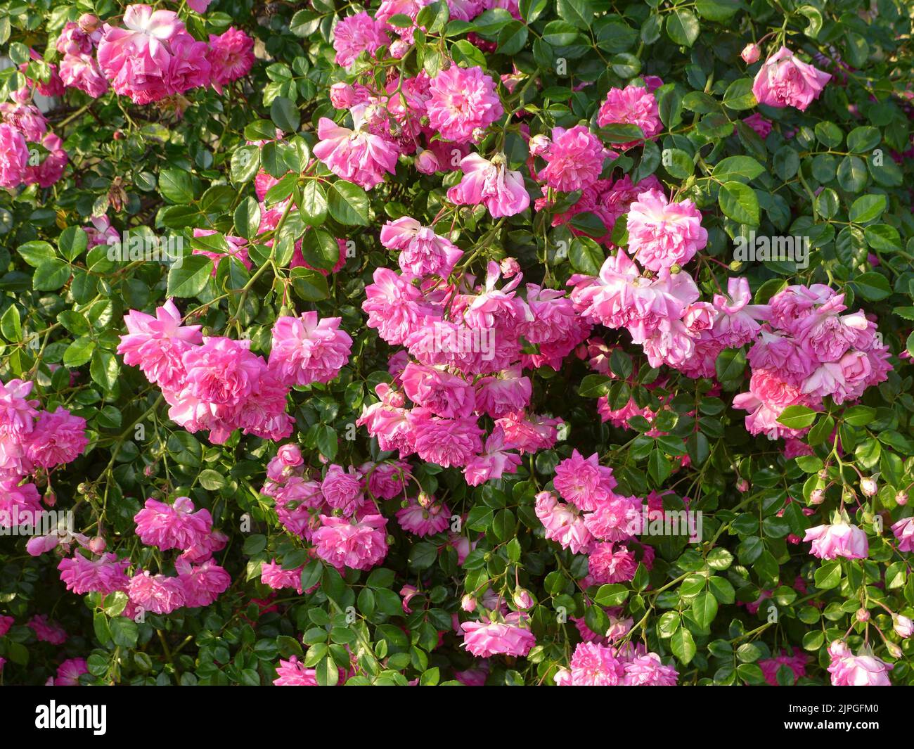 Rose vilage hi-res stock photography and images - Alamy