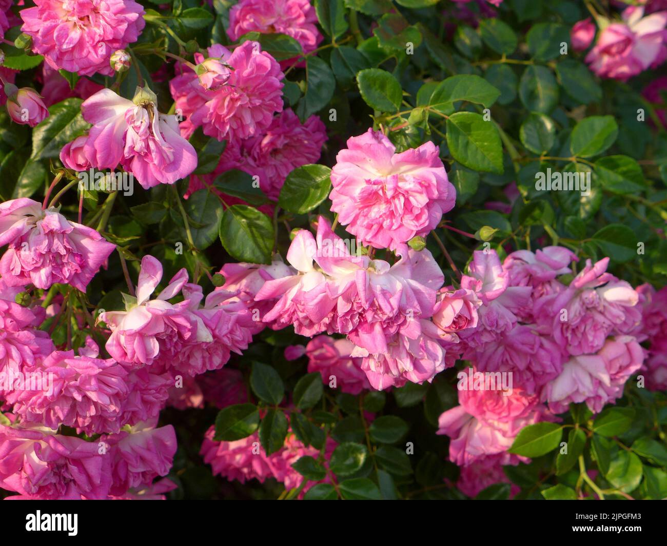 Rose vilage hi-res stock photography and images - Alamy
