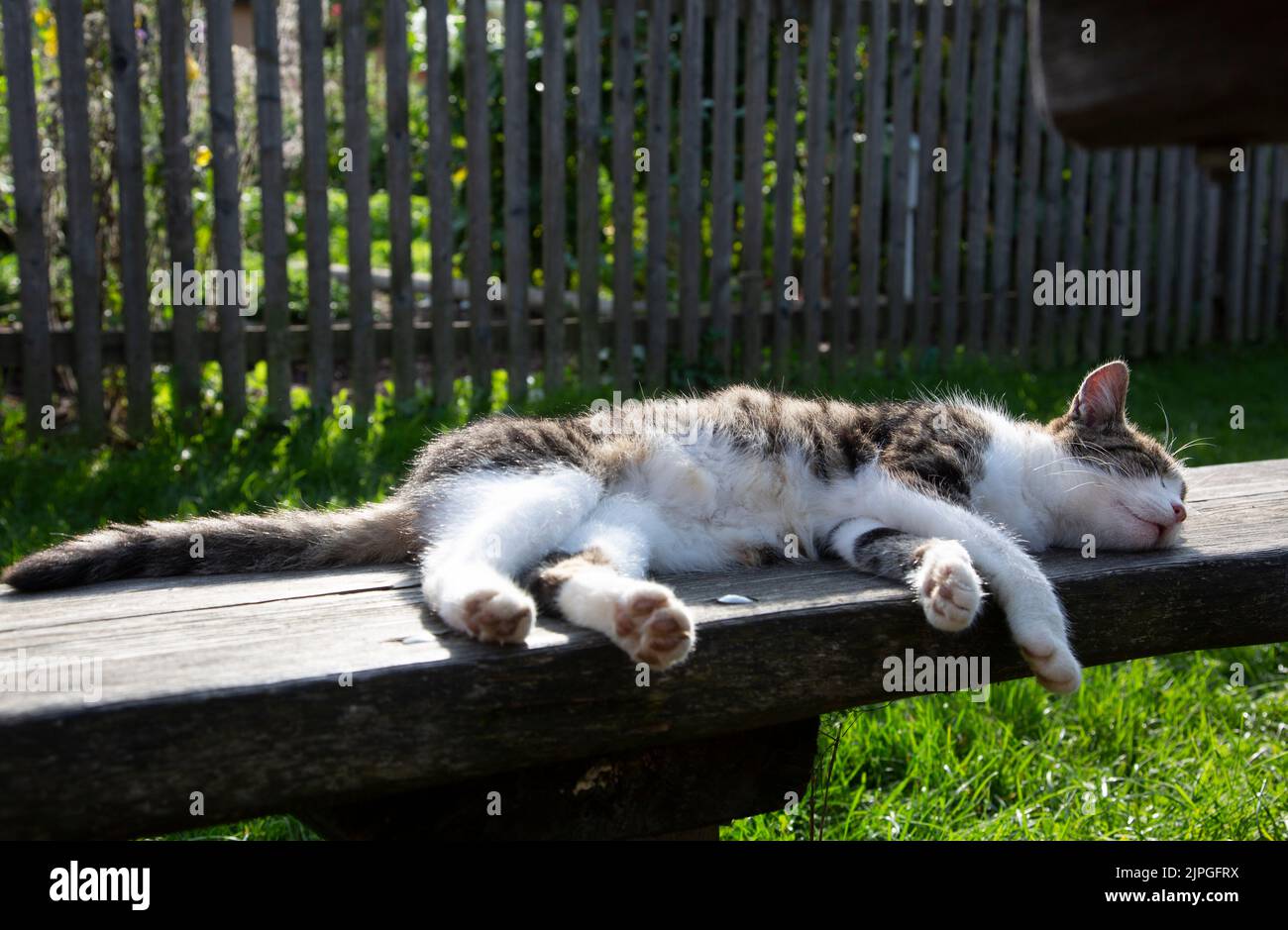 cat, napping, cats Stock Photo - Alamy