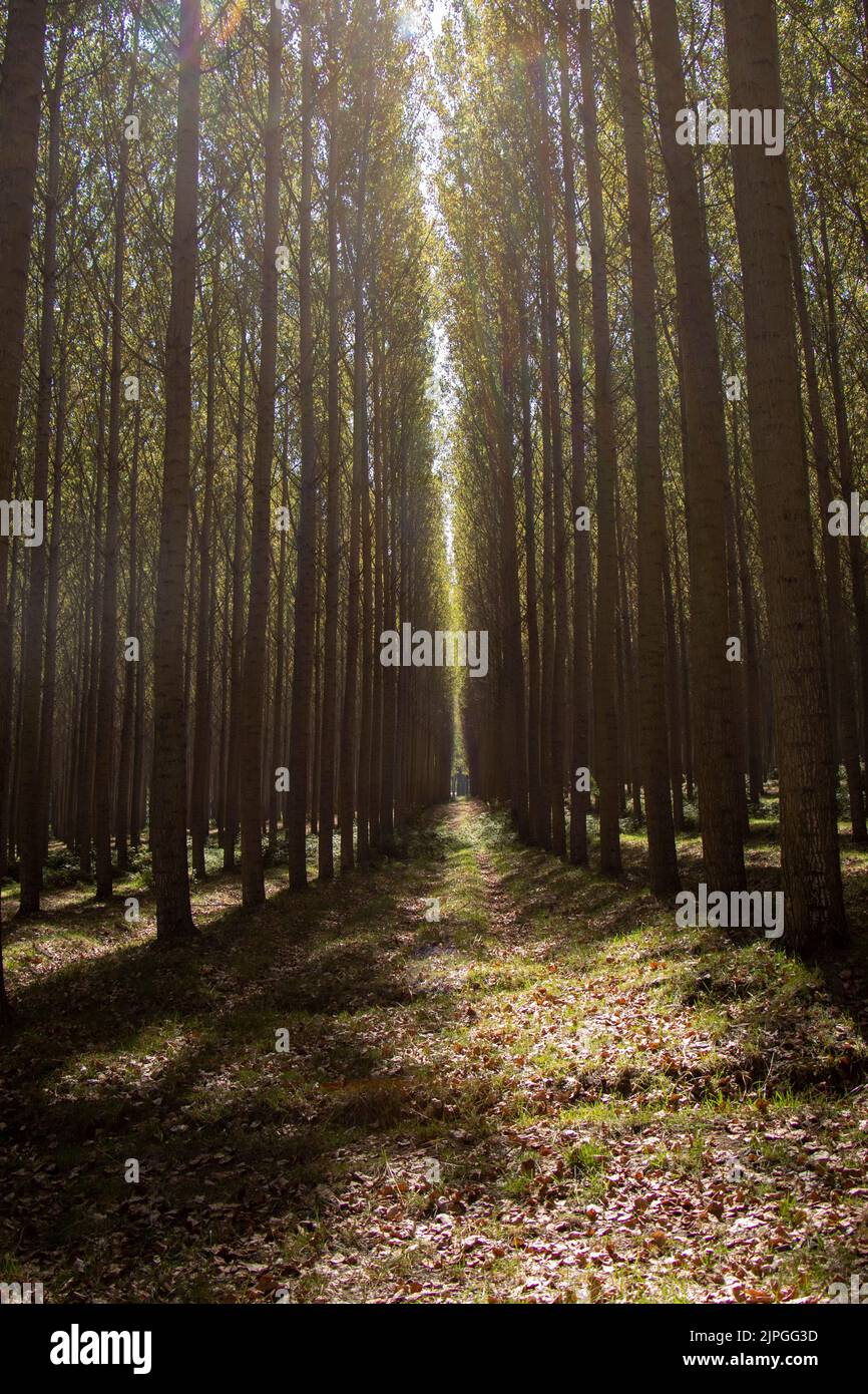 A beautiful shot of a narrow path between trees in a forest Stock Photo ...