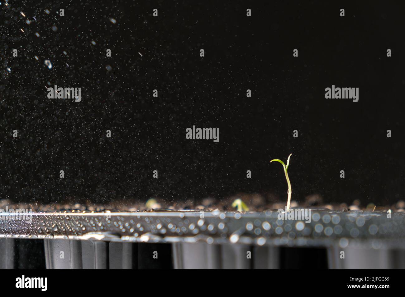 Growing tomatoes from seeds, step by step. Step 5 - watering the first ...