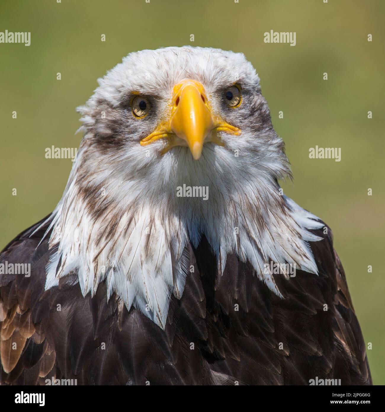 bald eagle, haliaeetus leucocephalus, bald eagles Stock Photo - Alamy