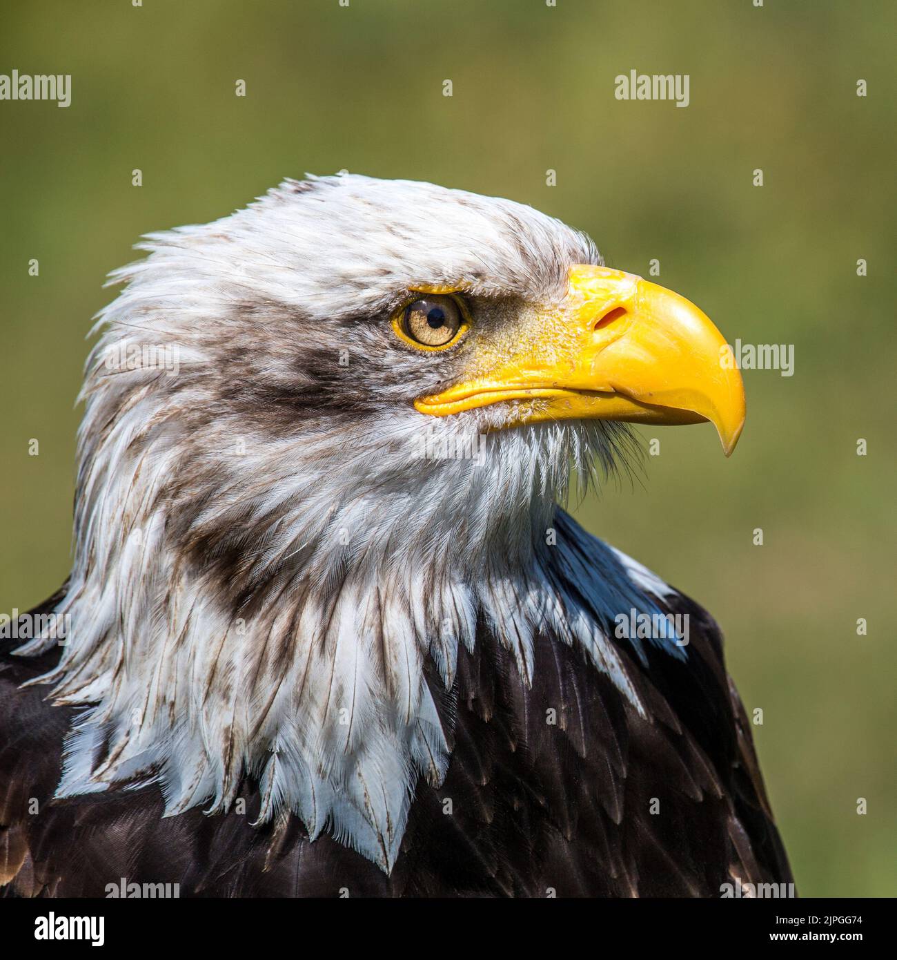 bald eagle, haliaeetus leucocephalus, bald eagles Stock Photo - Alamy