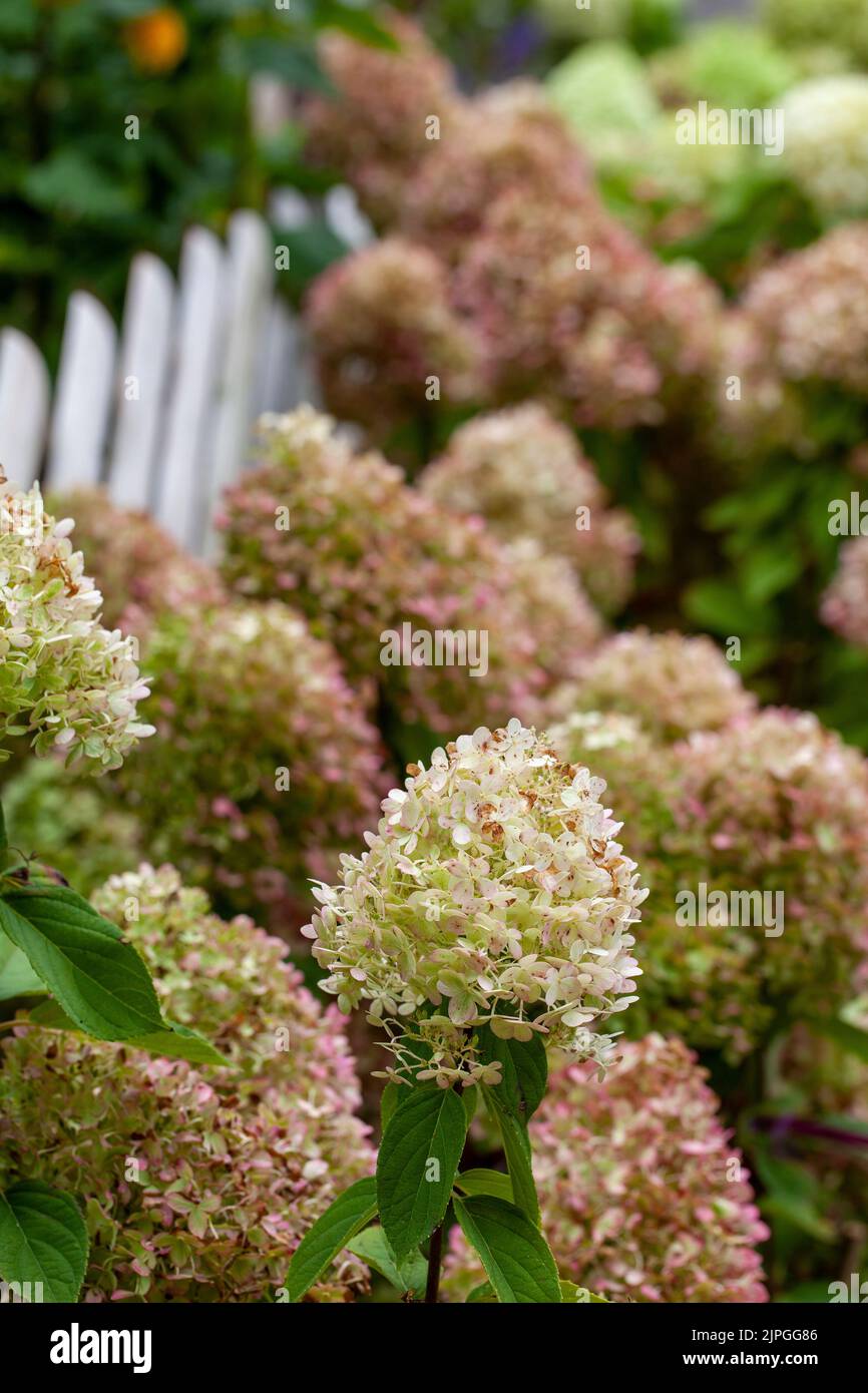 hydrangeas, hydrangea paniculata, hydrangea Stock Photo - Alamy