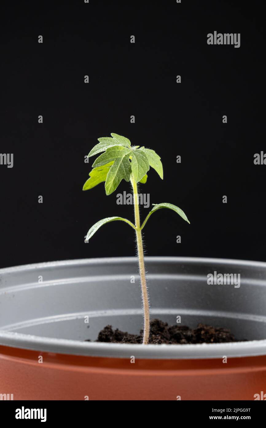 Growing tomatoes from seeds, step by step. Step 9 - planting seedlings ...