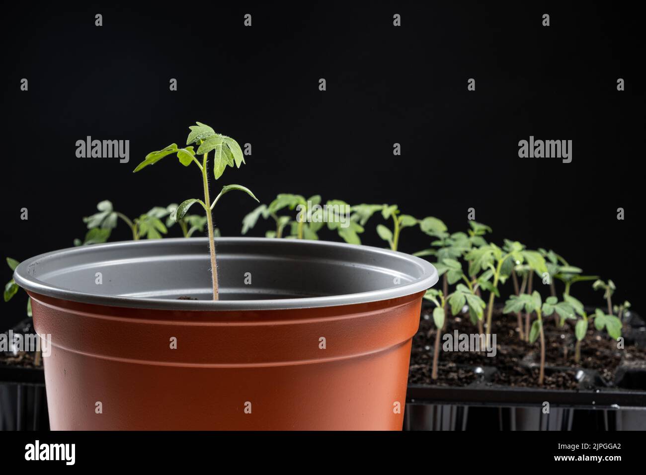 Growing tomatoes from seeds, step by step. Step 9 - planting seedlings ...