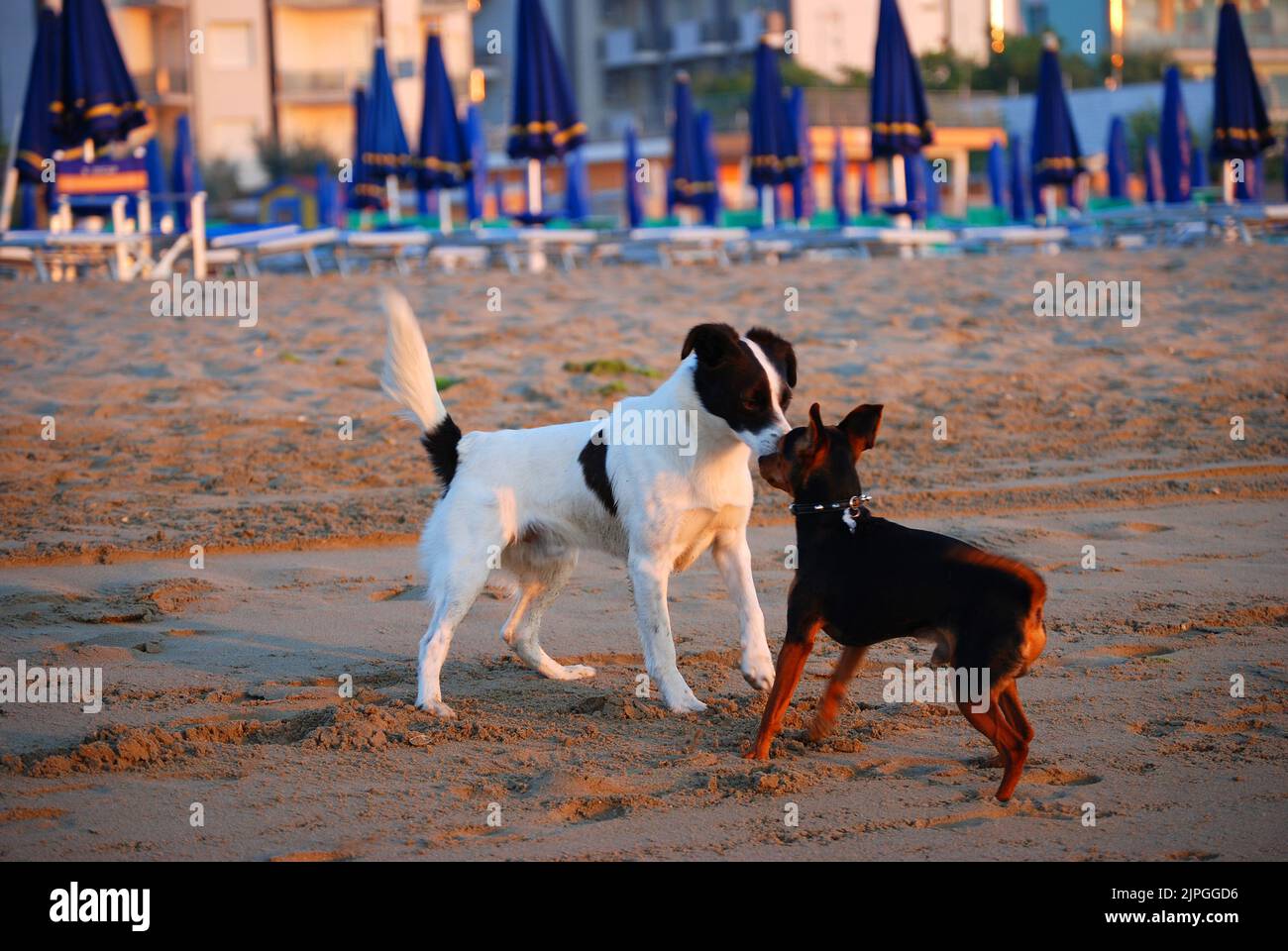 dogs, sniff, dog, sniffs Stock Photo - Alamy