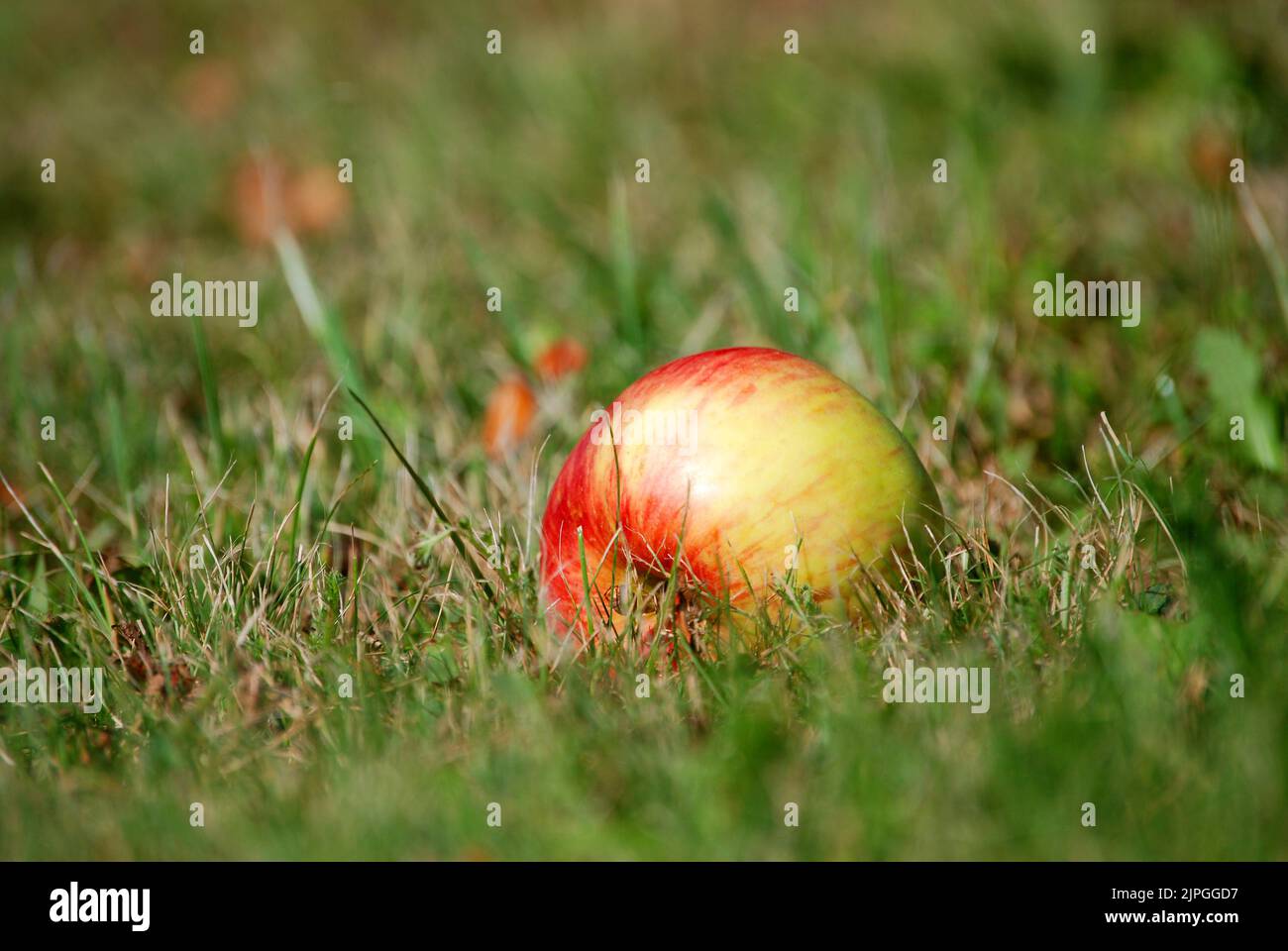 apple, fruit, apples, fruits Stock Photo - Alamy