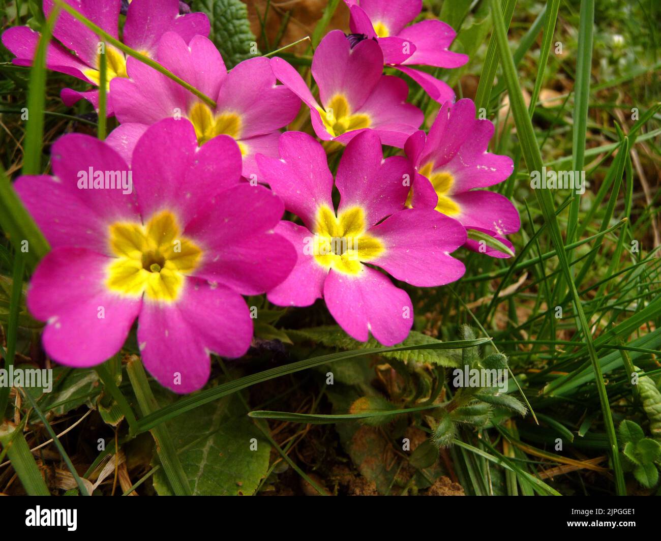 spring, primrose, primroses Stock Photo - Alamy
