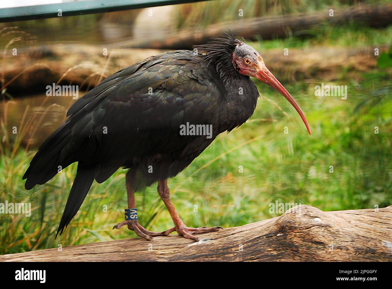 waldrapp, pelecaniformes, ibisse und löffler, geronticus eremita ...