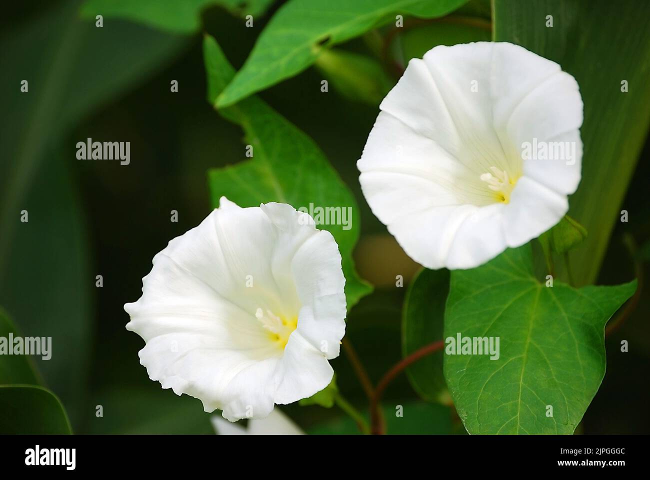 convolvulus, convolvulus arvensis Stock Photo - Alamy