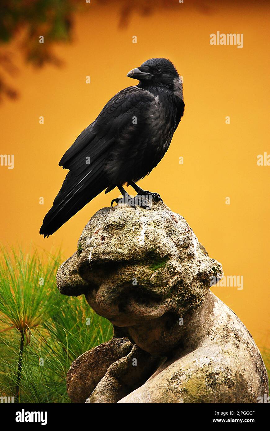 Raven Bird Sitting