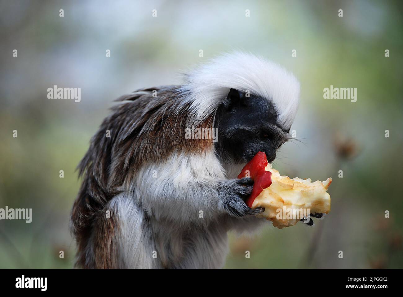 cottontop tamarin, saguinus oedipusm Stock Photo - Alamy