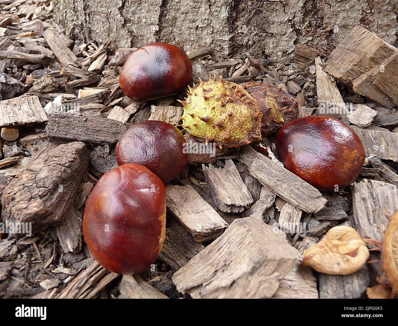 horse chestnut, horse chestnuts Stock Photo - Alamy