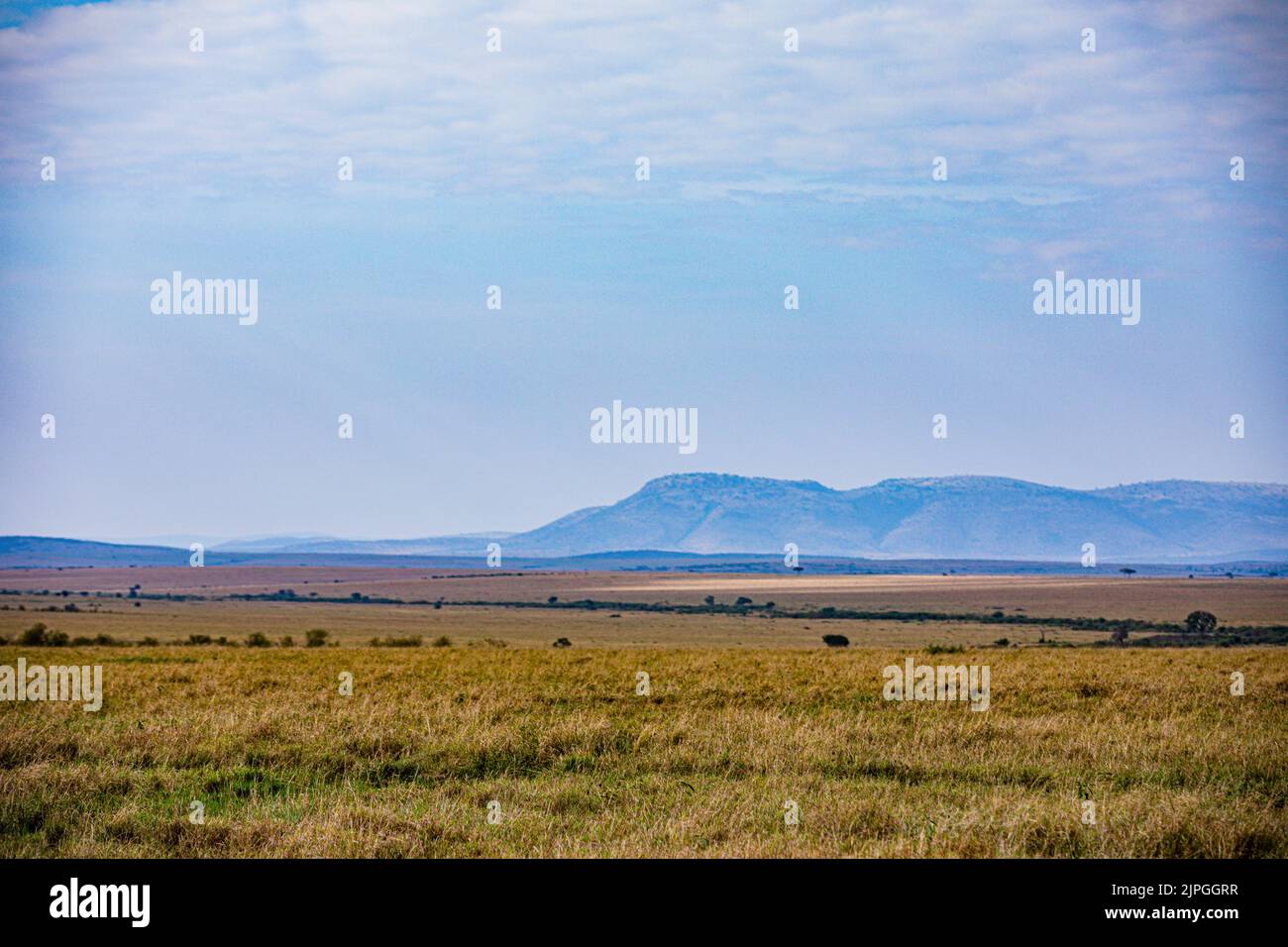 Maasai Mara National Game Reserve Park triangle Narok County Kenya East ...