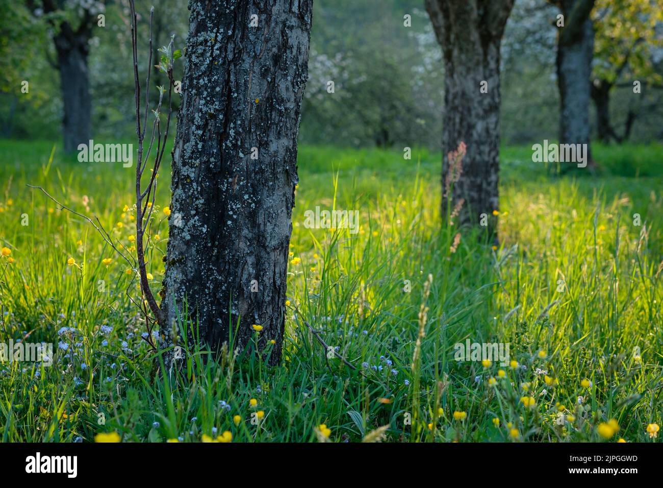 meadow, tree trunk, fruit tree, meadows, trunks, fruit trees Stock ...