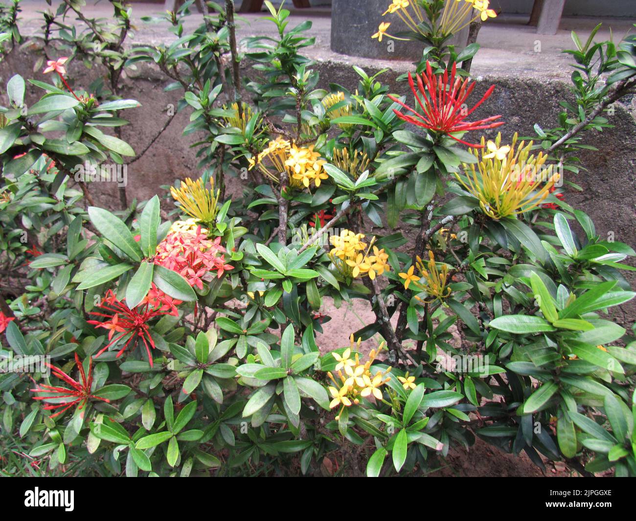 colorful botanical floral, nature leaves and flowers, perfect harmony ...