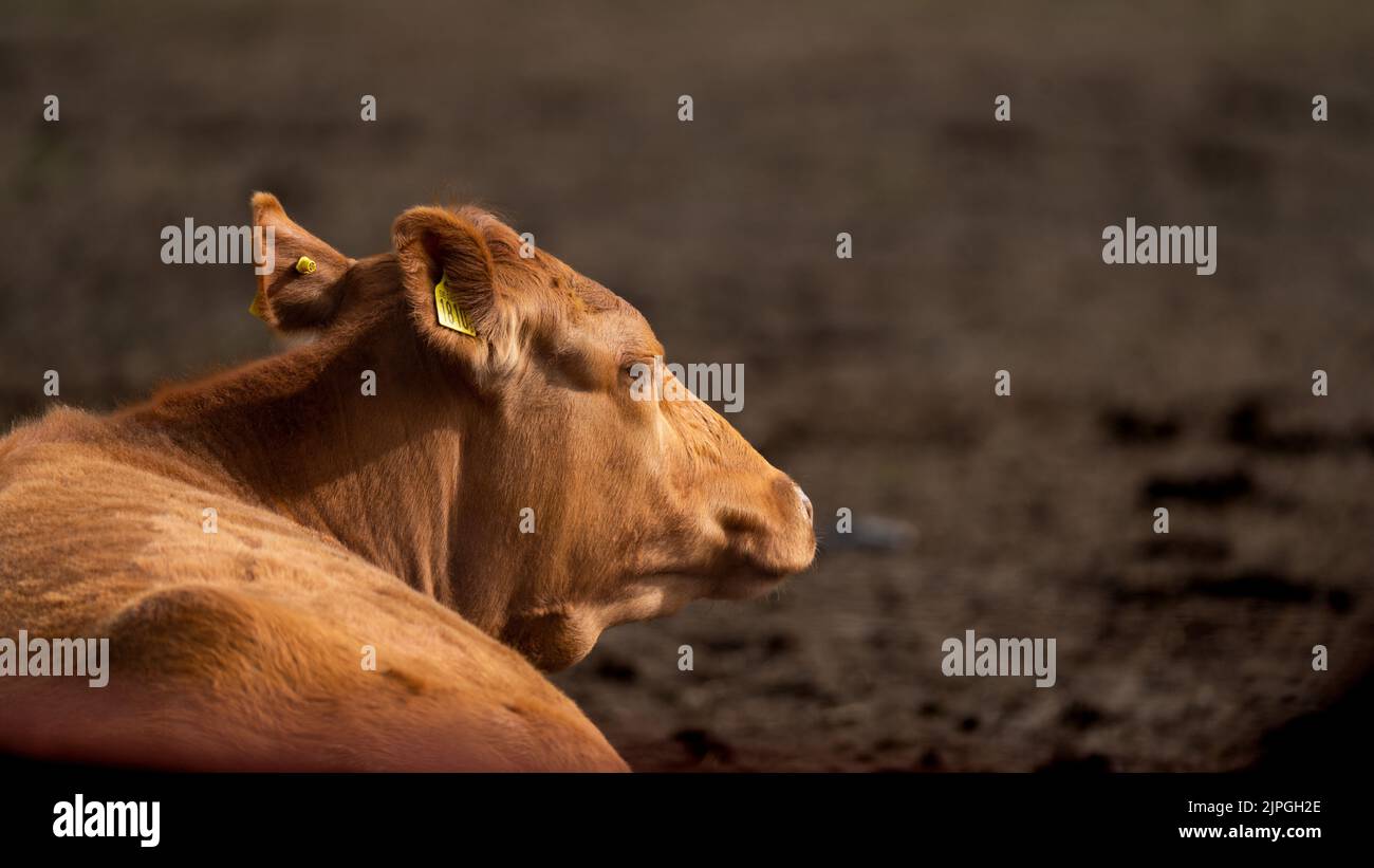 Dairy cow side on profile hi-res stock photography and images - Alamy