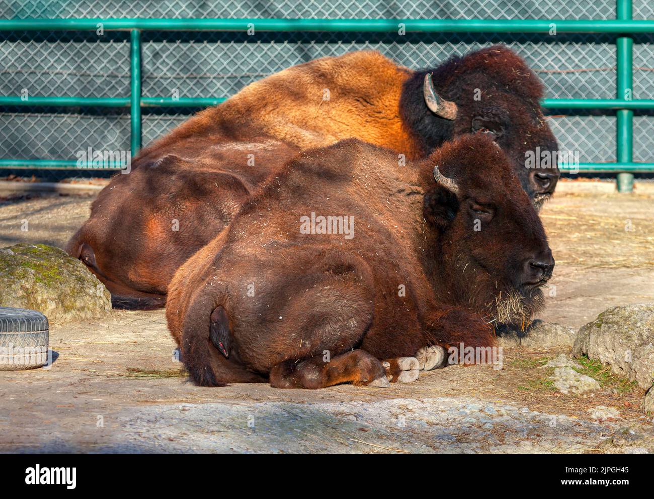 Two Bison standing together . Pair of wisent mammals Stock Photo - Alamy