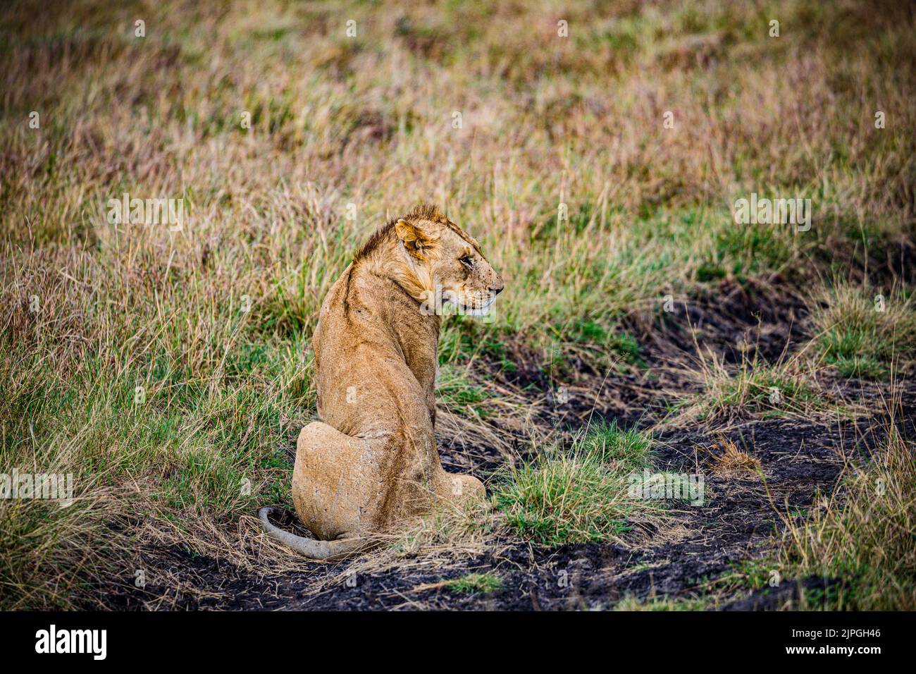 The lion is a large cat of the genus Panthera, native to Africa and ...