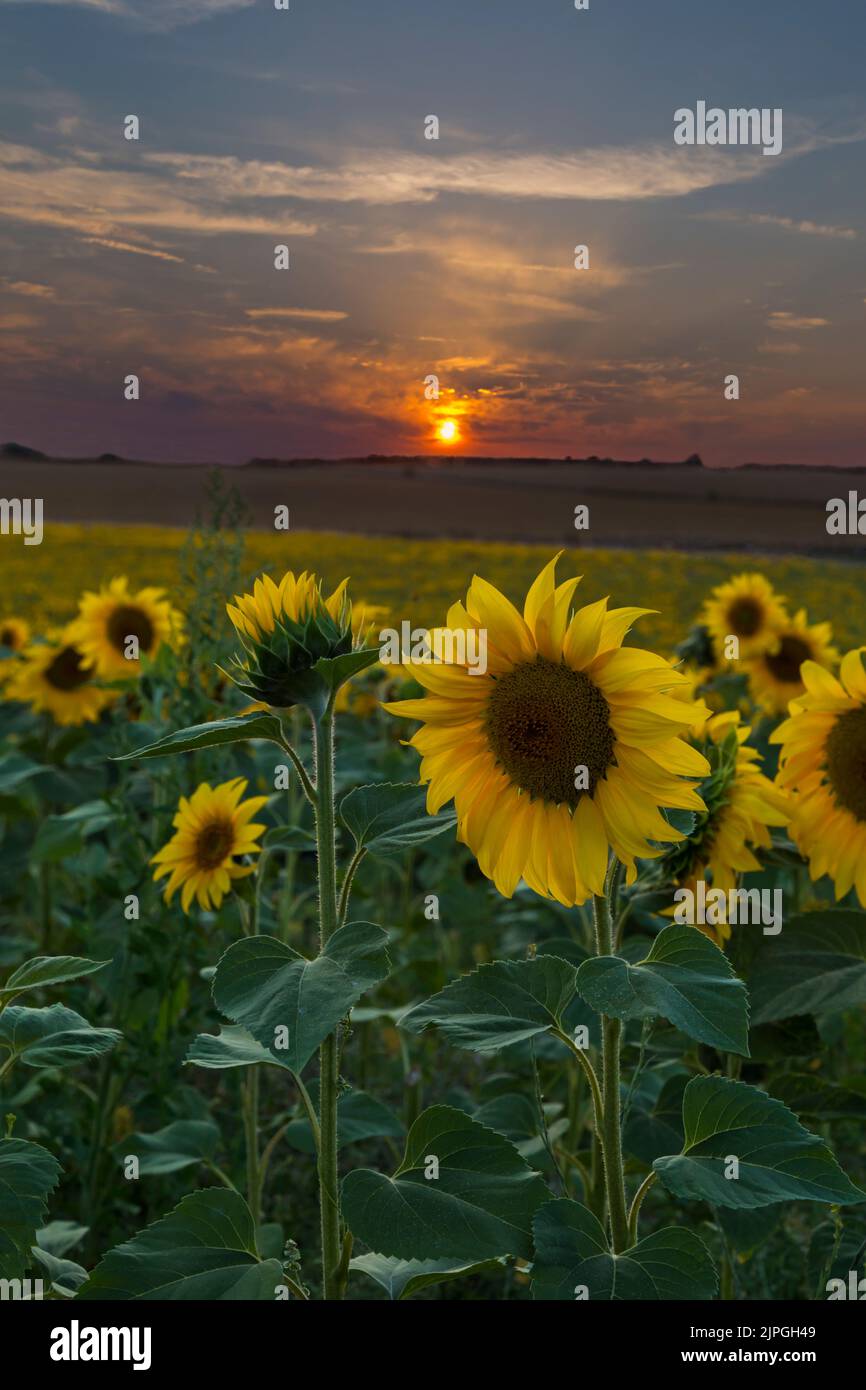 Yellow sunflowers helianthus growing in field with sunset setting sun ...