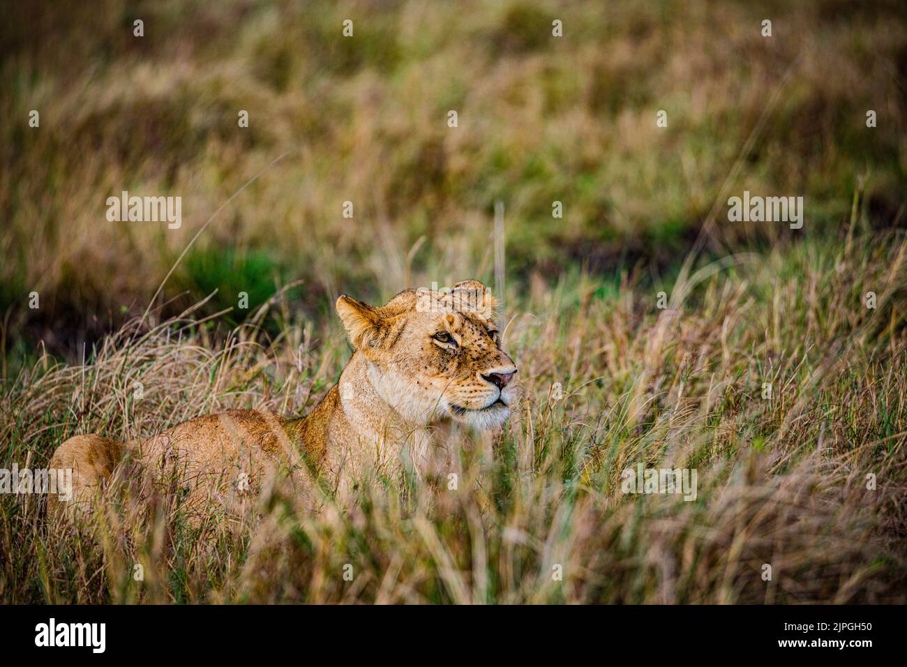 The lion is a large cat of the genus Panthera, native to Africa and ...