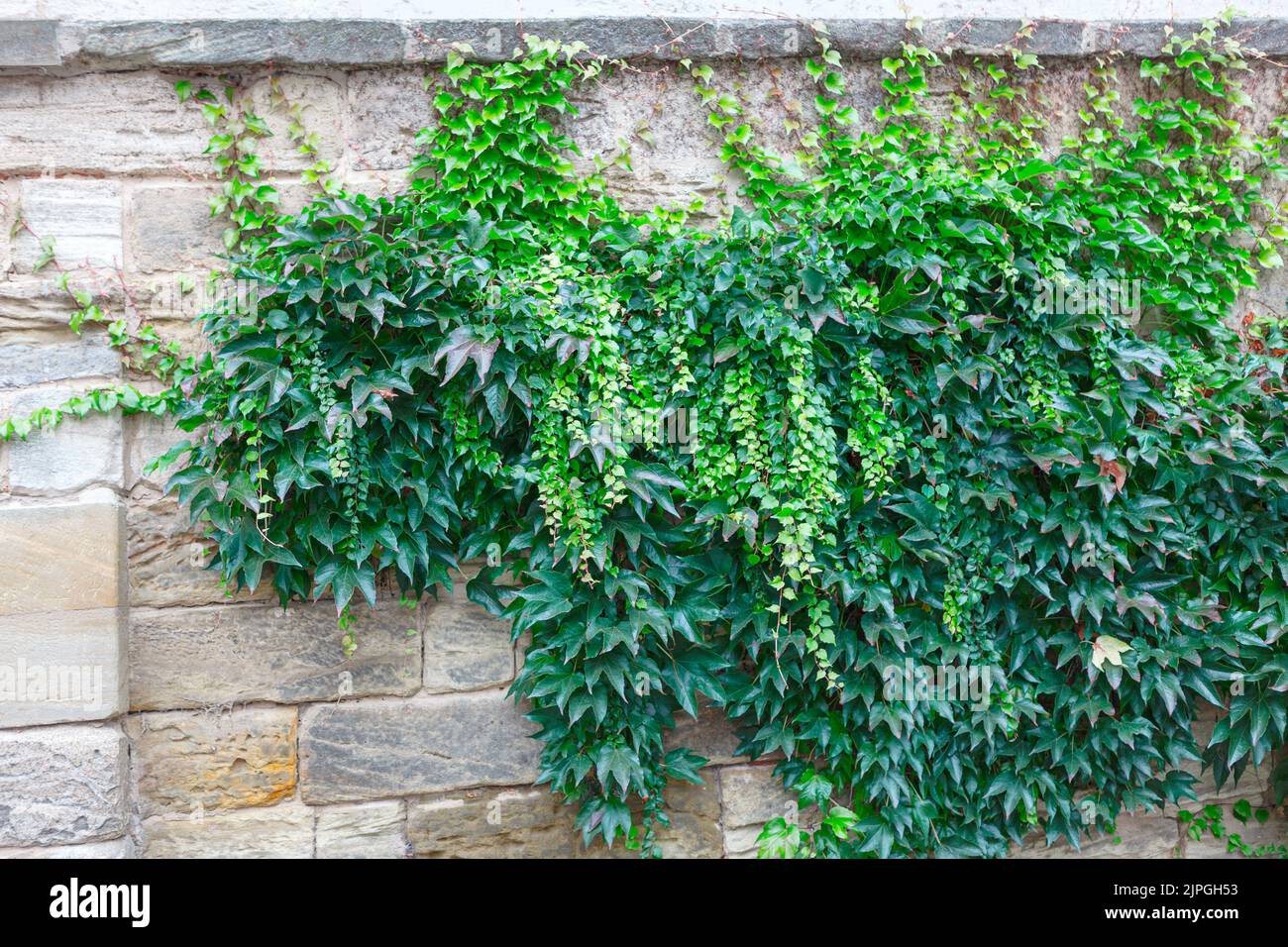 Ivy on the brick wall . Green plants growing on the stone Stock Photo ...
