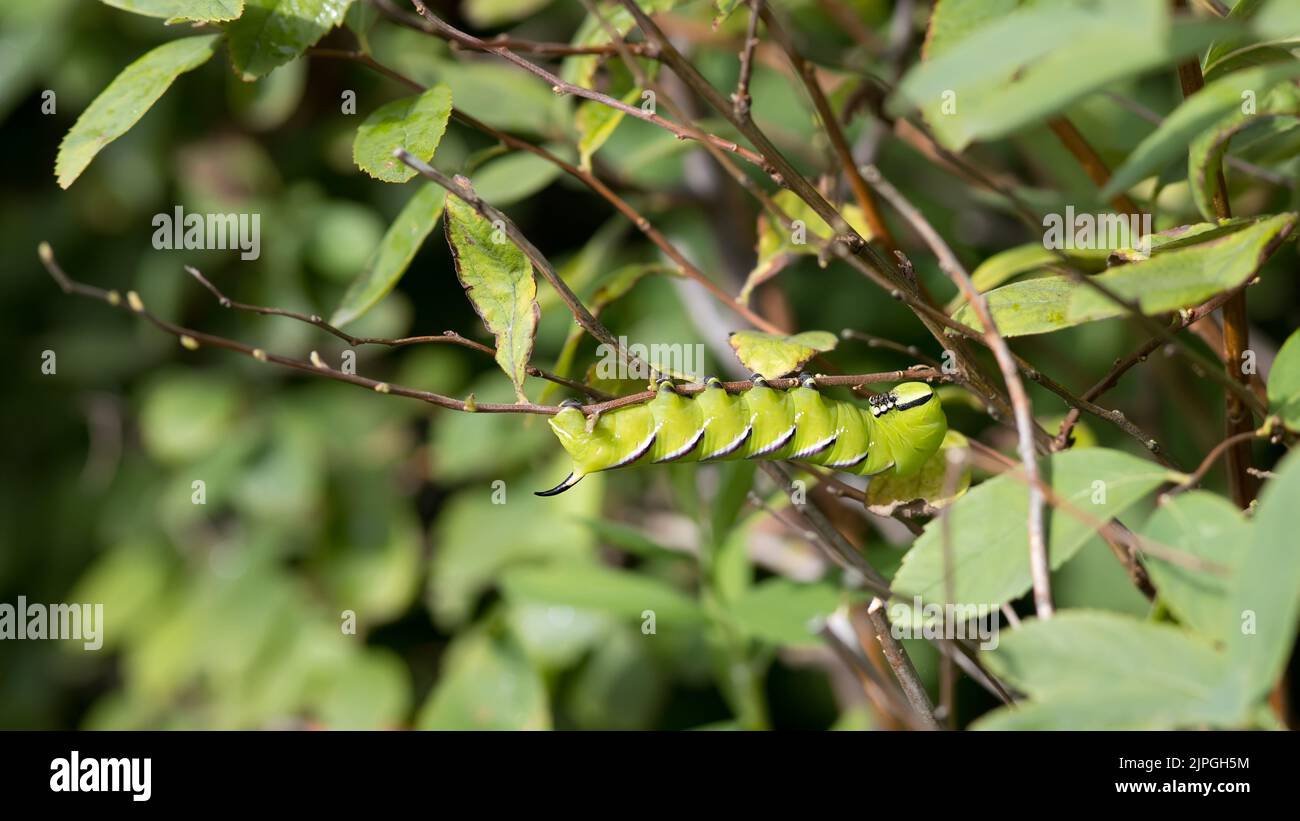 caterpillar, hawk moth, schwärmer, sphinx ligustri, caterpillars, hawk ...