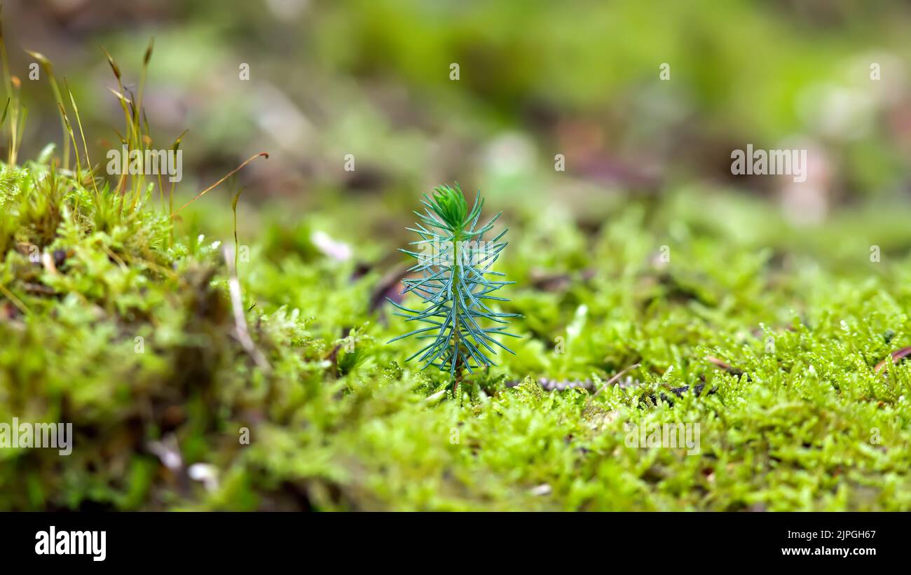 Fir seedling hi-res stock photography and images - Alamy