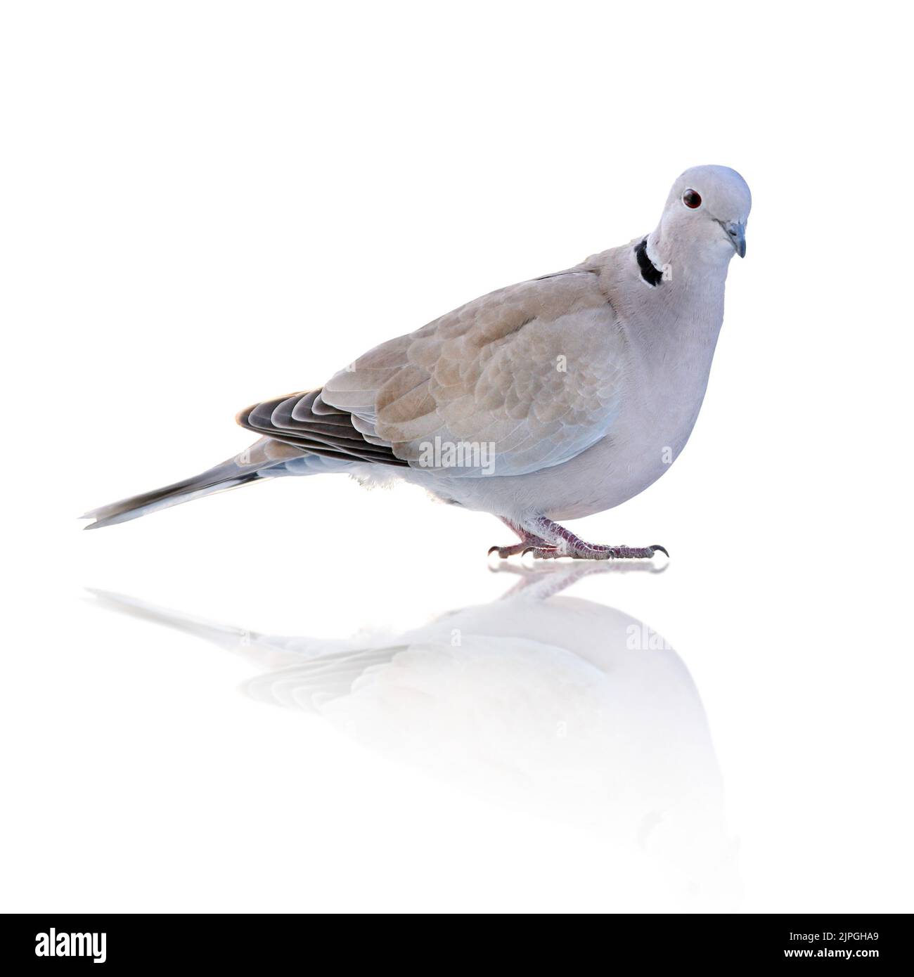 White dove side view Cut Out Stock Images & Pictures - Alamy