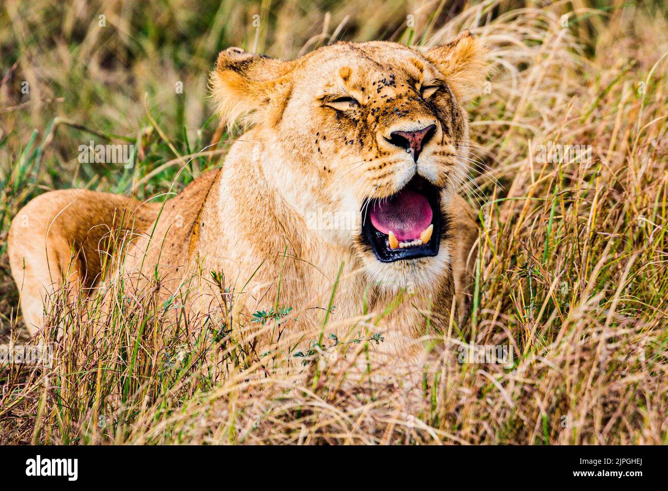 The lion is a large cat of the genus Panthera, native to Africa and ...