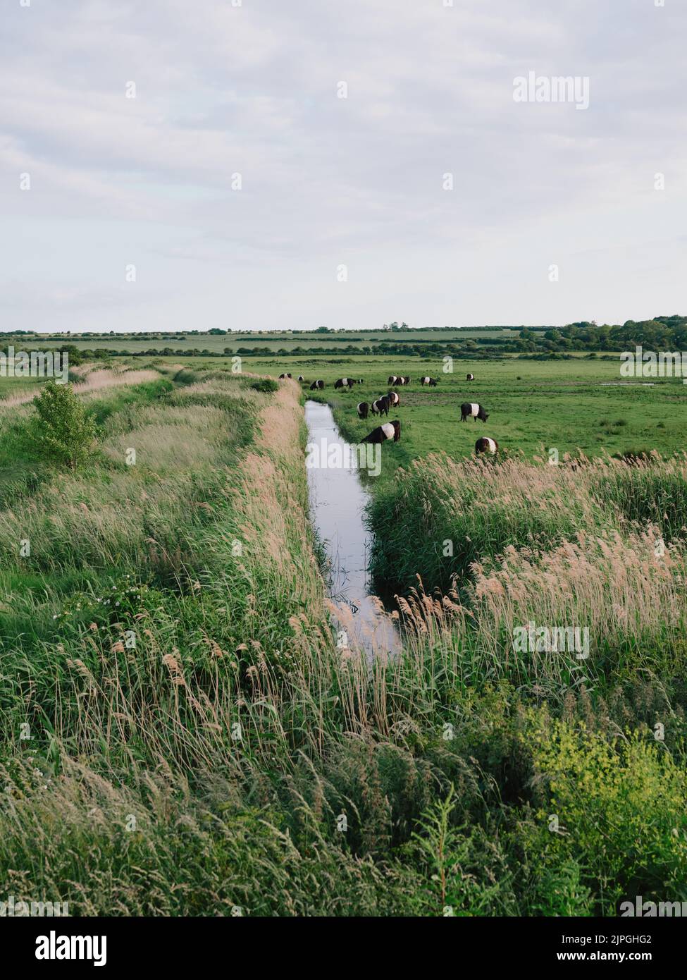 Burnham Overy summer marsh landscape with cows of the North Norfolk ...
