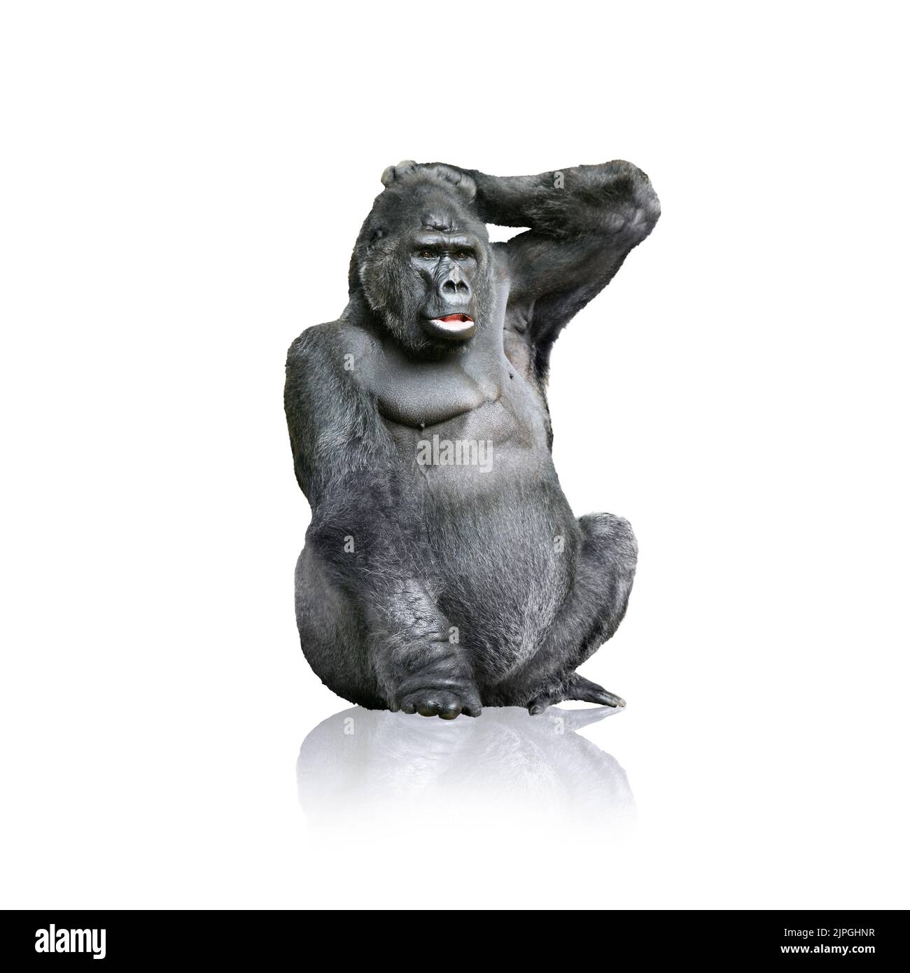 Monkey problems hi-res stock photography and images - Alamy