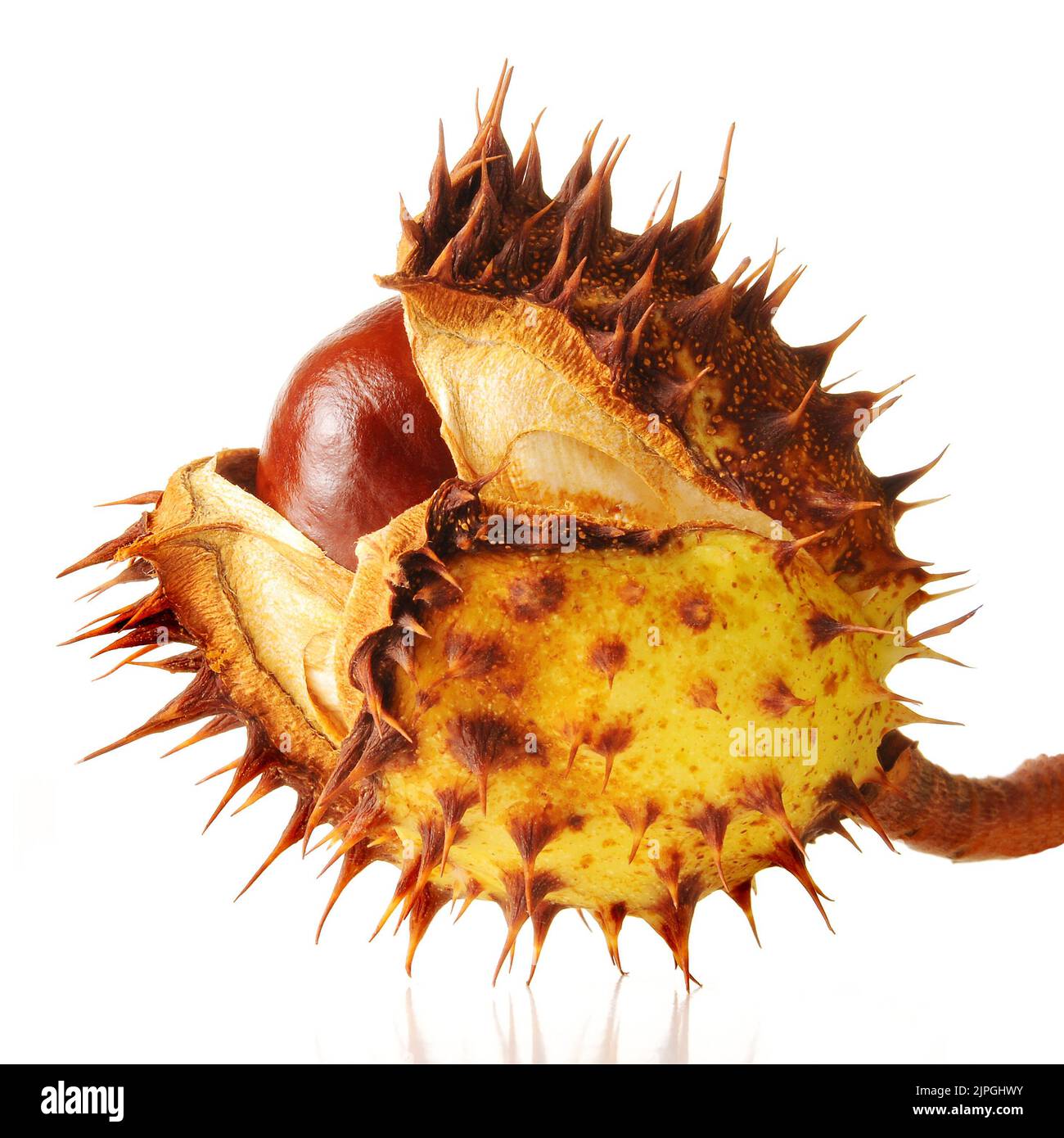 chestnut tree, horse chestnut, chestnut trees, horse chestnuts Stock ...