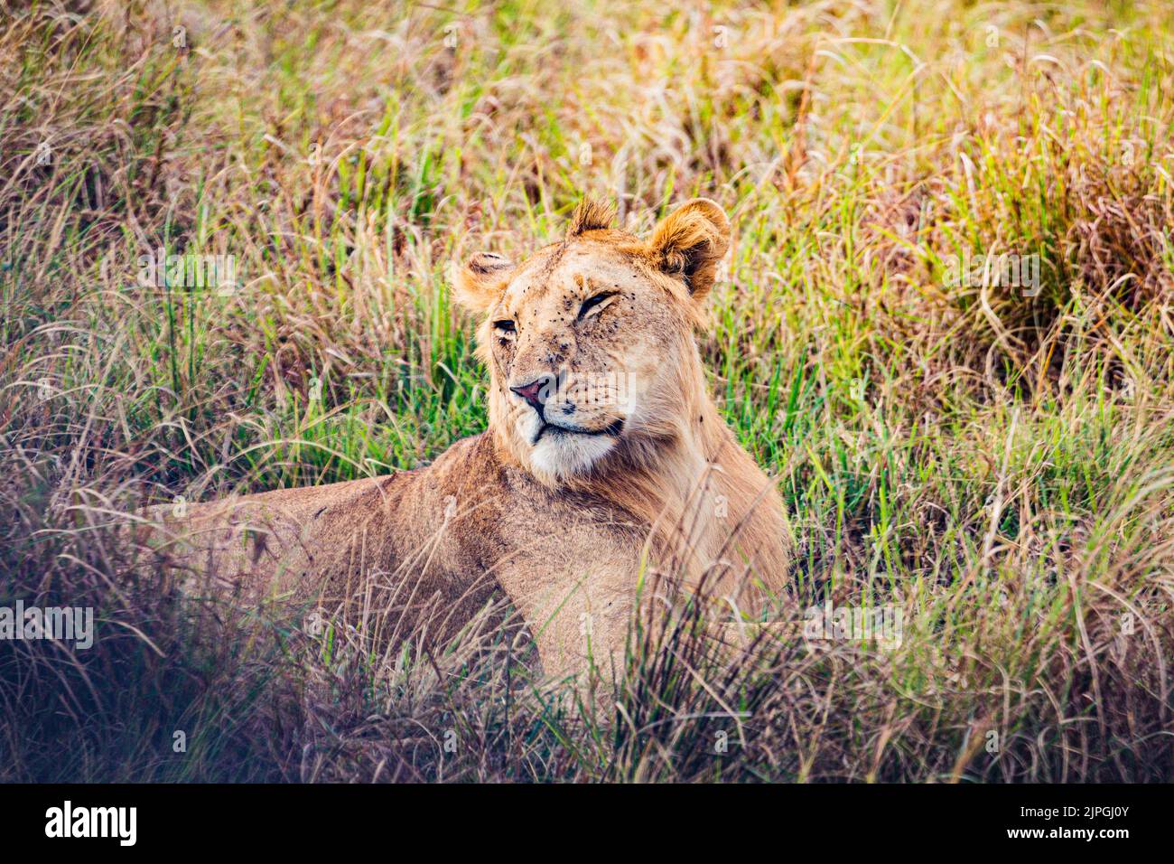 The lion is a large cat of the genus Panthera, native to Africa and ...