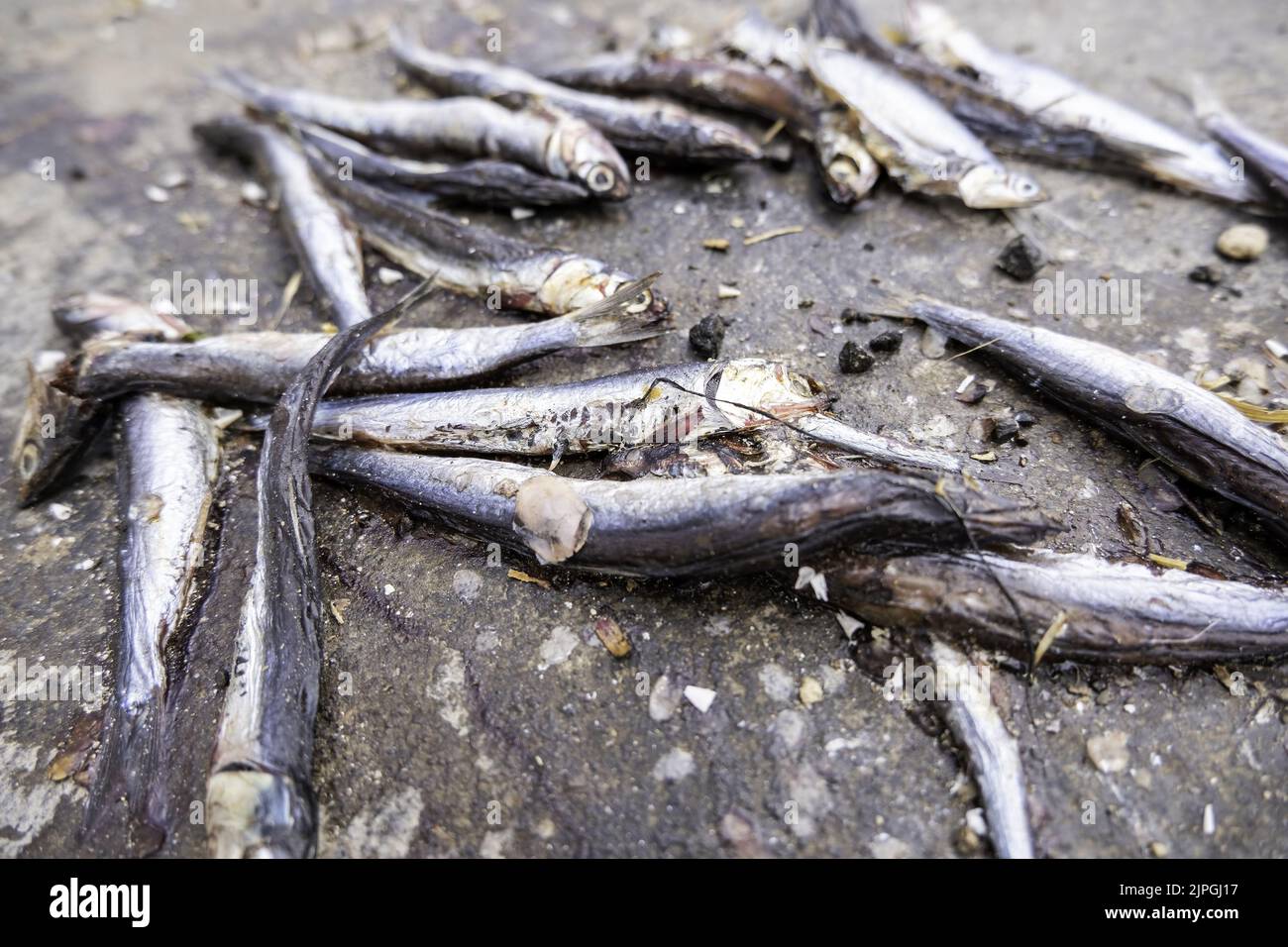 Detail of spoiled fish, food in the garbage Stock Photo - Alamy