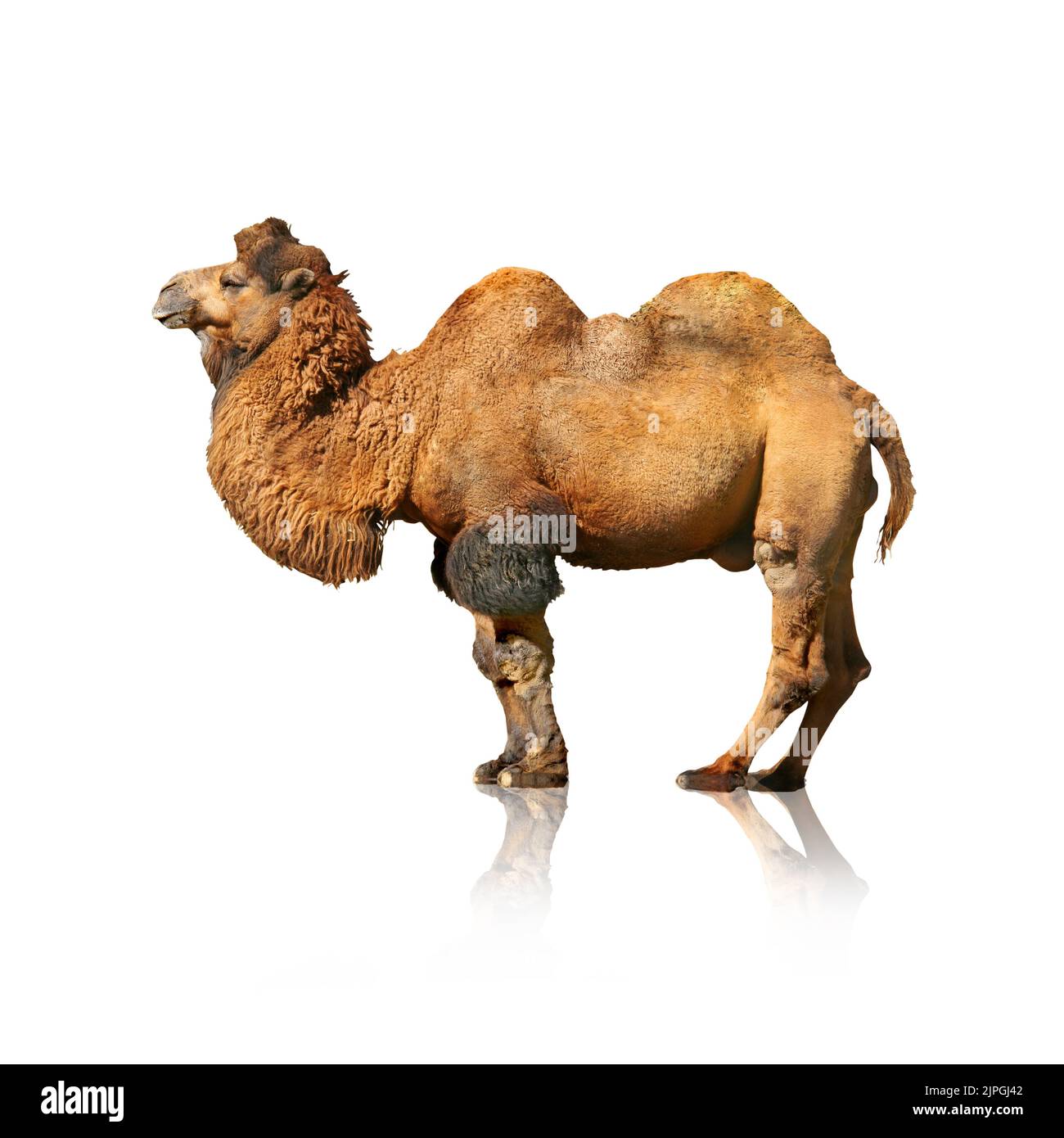 Camels side views hi-res stock photography and images - Alamy