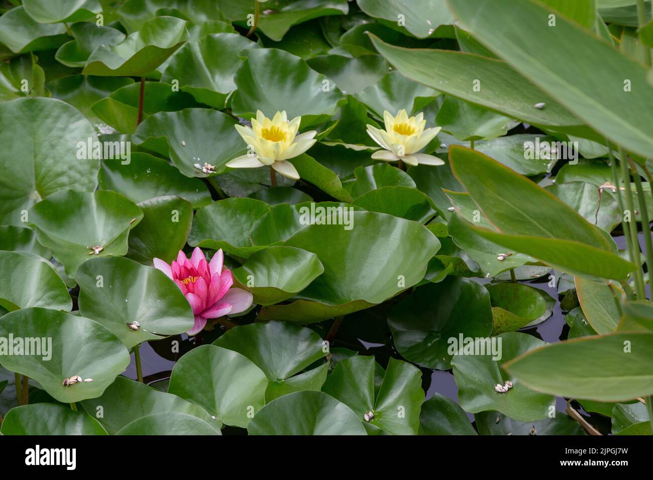 These are river lilies surrounded by floating leaves that look ...