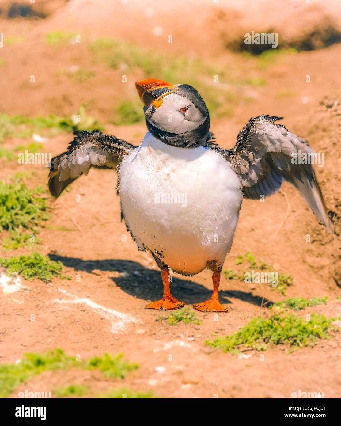 An Atlantic puffin spinning its head with wings partly open and looking ...