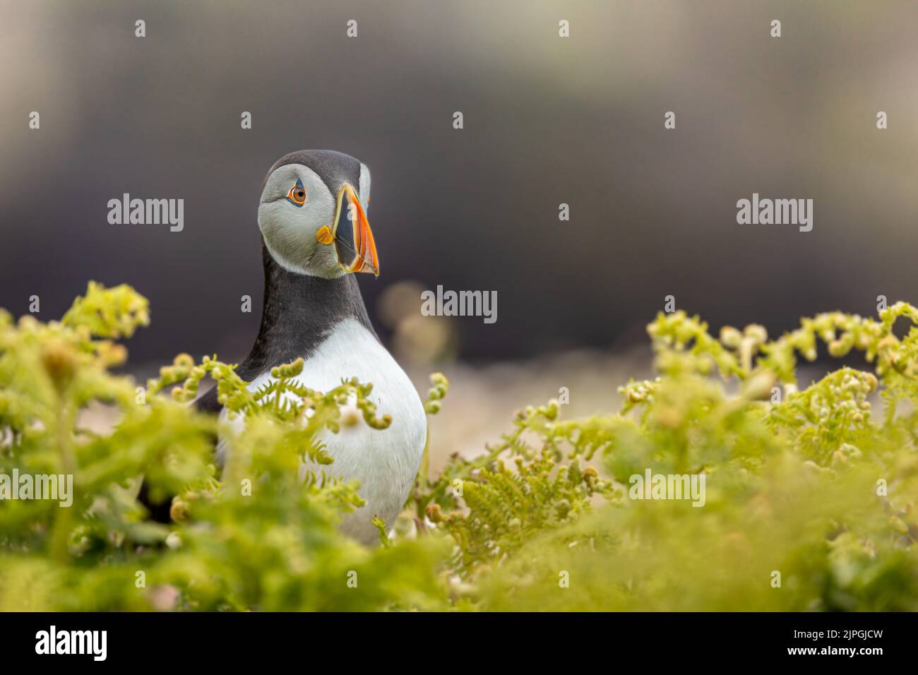Native puffin hi-res stock photography and images - Alamy