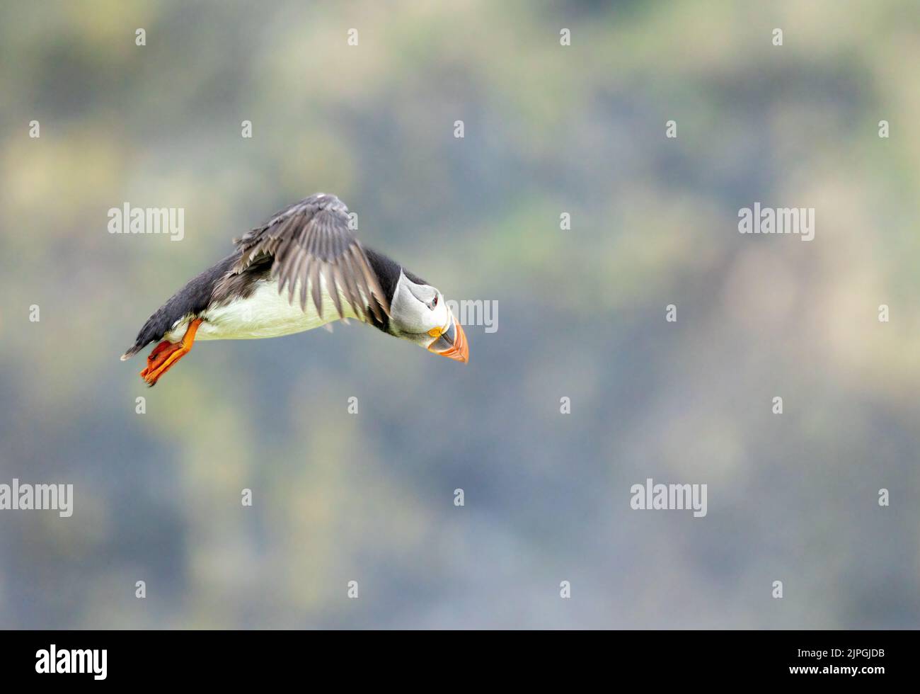 An Atlantic Puffin in flight with arched wing position isolated in ...