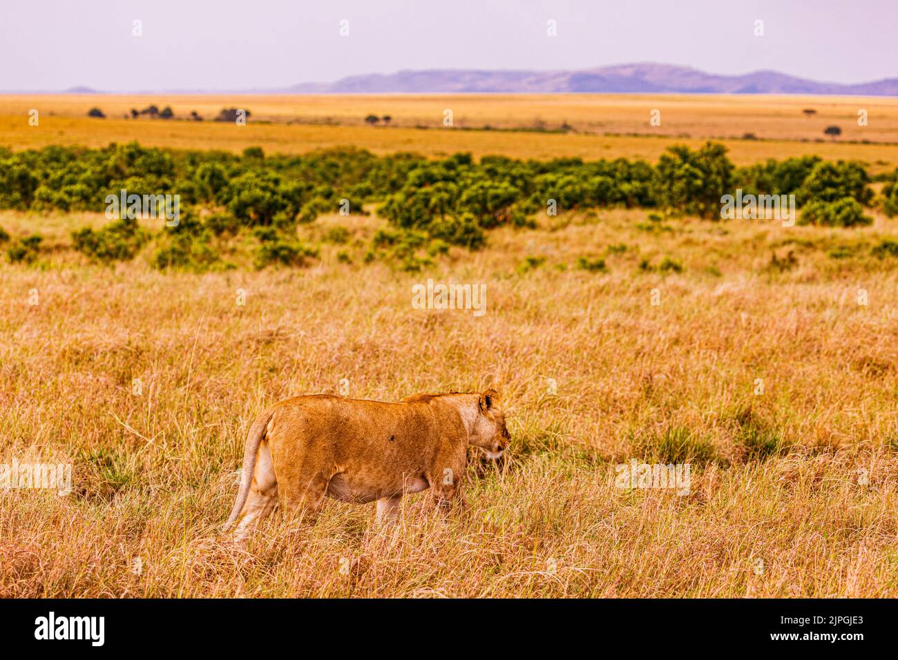 The lion is a large cat of the genus Panthera, native to Africa and ...