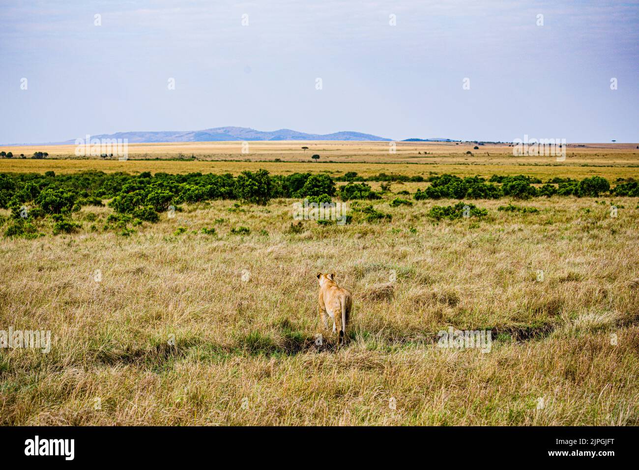 The lion is a large cat of the genus Panthera, native to Africa and ...