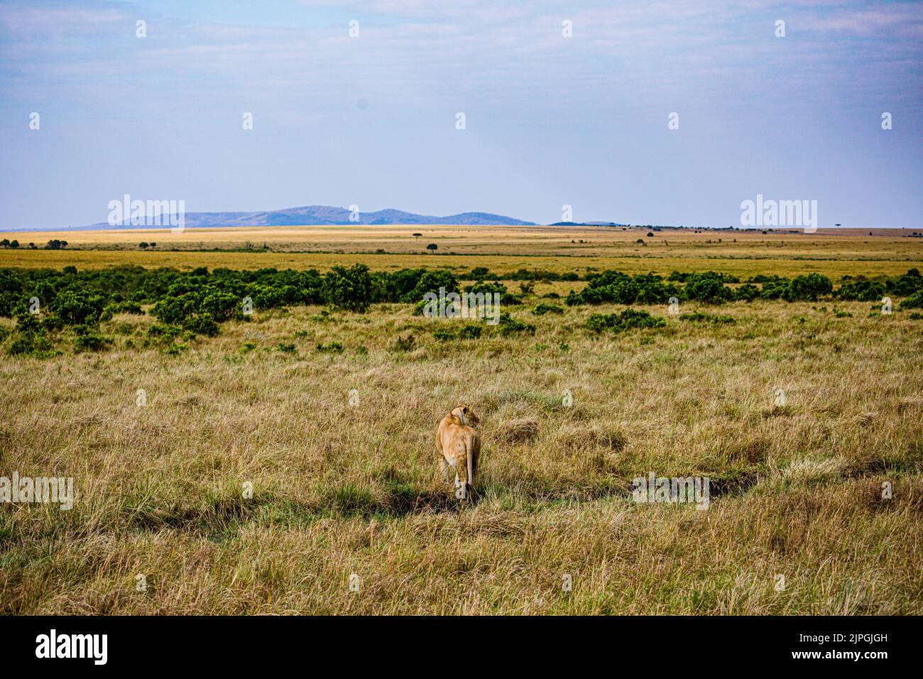 The lion is a large cat of the genus Panthera, native to Africa and ...
