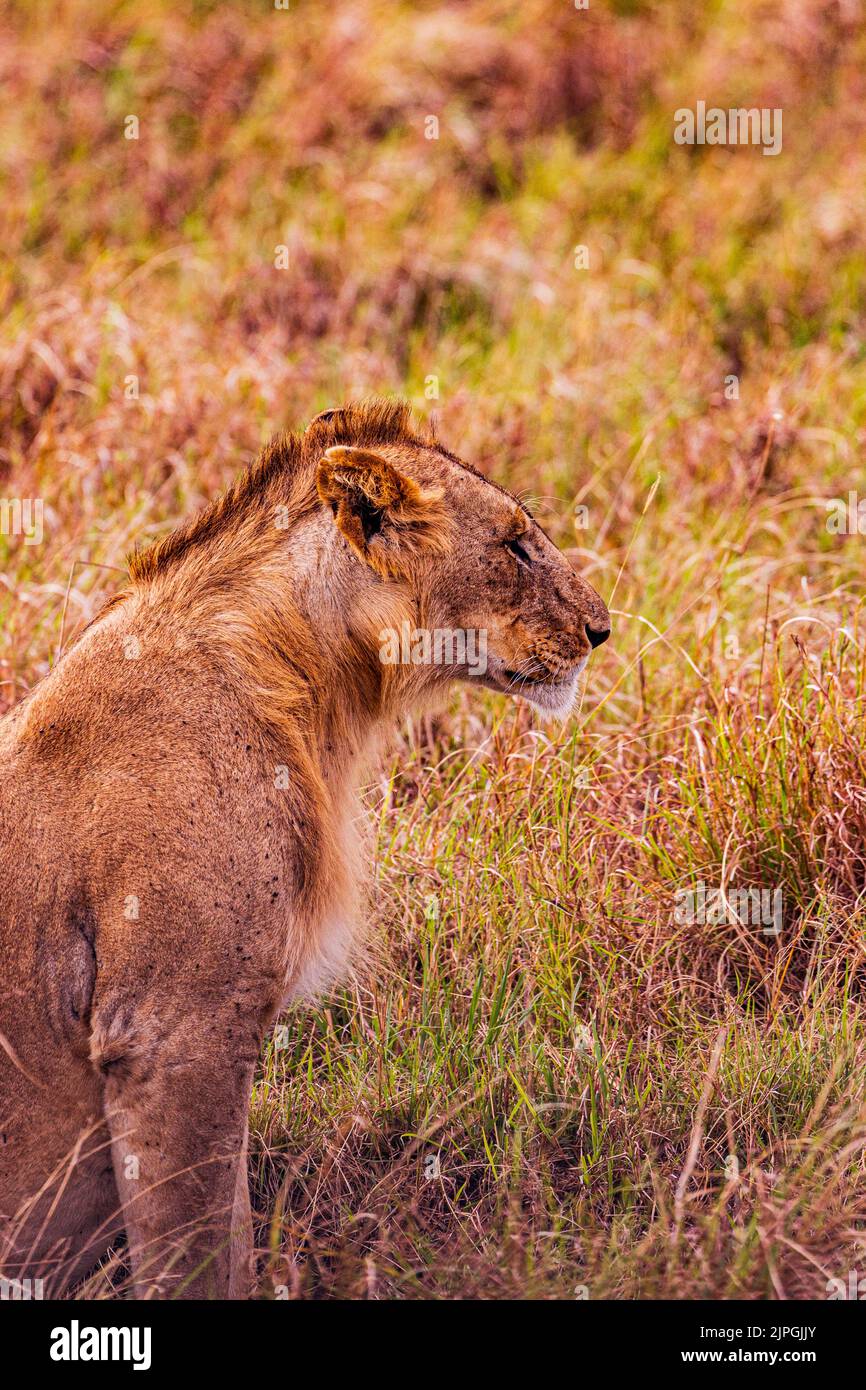 The lion is a large cat of the genus Panthera, native to Africa and ...