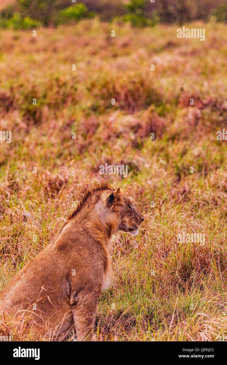 The lion is a large cat of the genus Panthera, native to Africa and ...