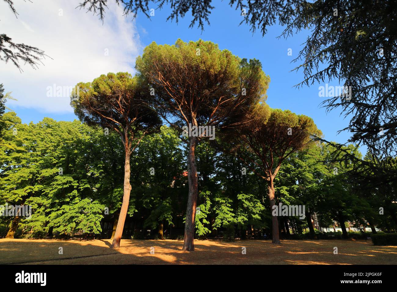 Italian Stone Pine Trees in a Public Park at Montecatini Terme, Tuscany ...